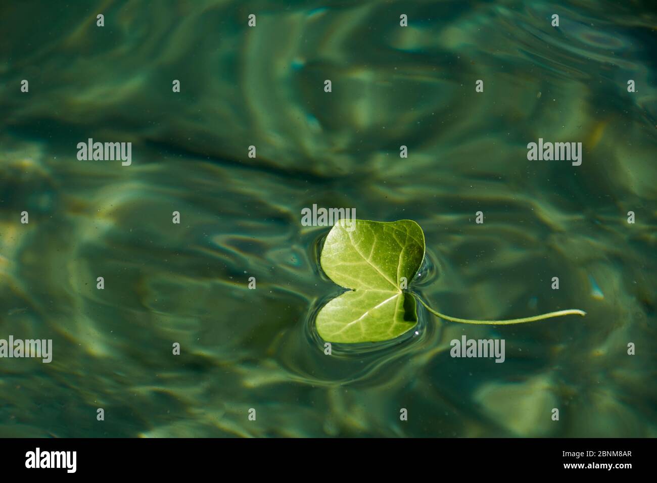 Green flower floating in crystal clear water. Colors of nature Stock ...