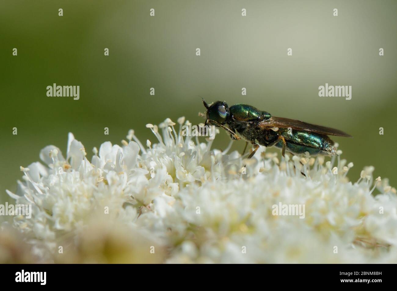 Green / Broad centurion soldier fly (Chloromyia formosa) female ...