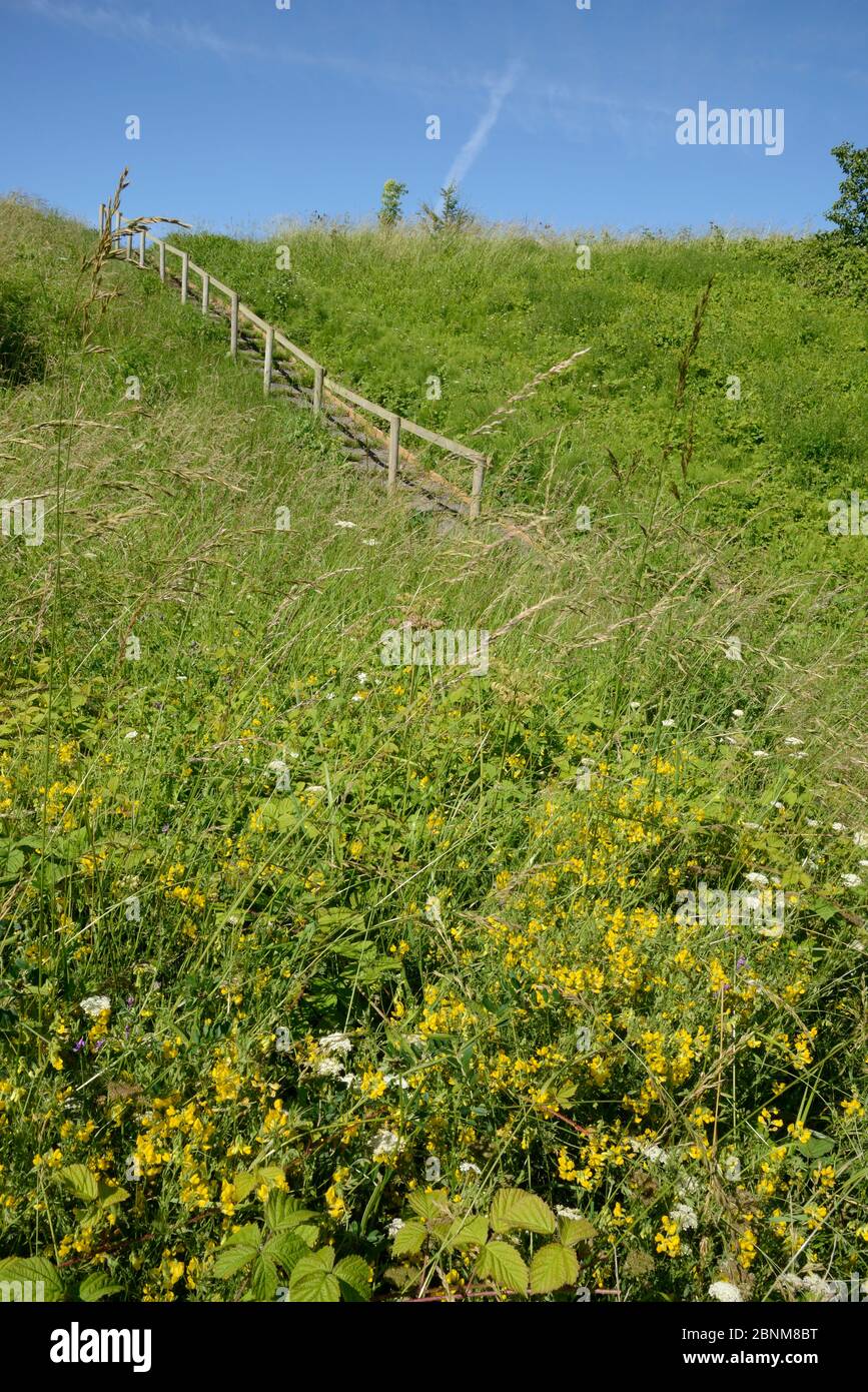 Plant of waste ground and grassland hi-res stock photography and images ...