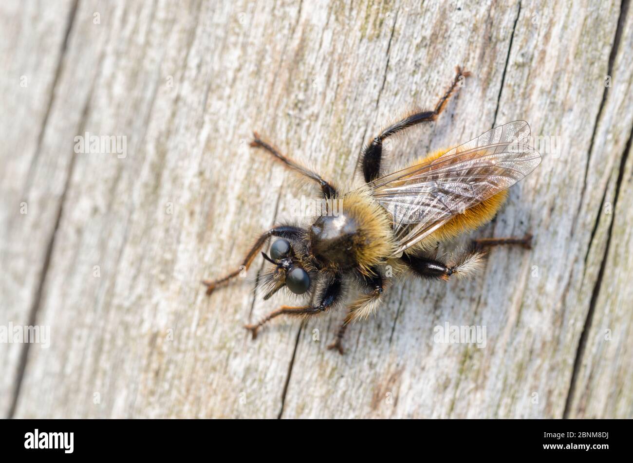 Flava female hi-res stock photography and images - Alamy