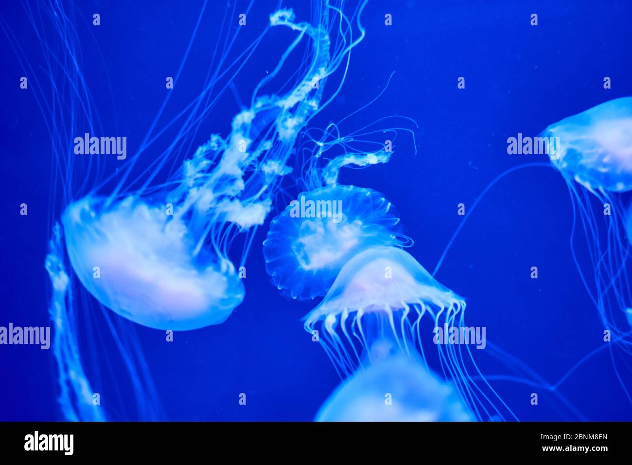 Fluorescent jellyfish hi-res stock photography and images - Alamy