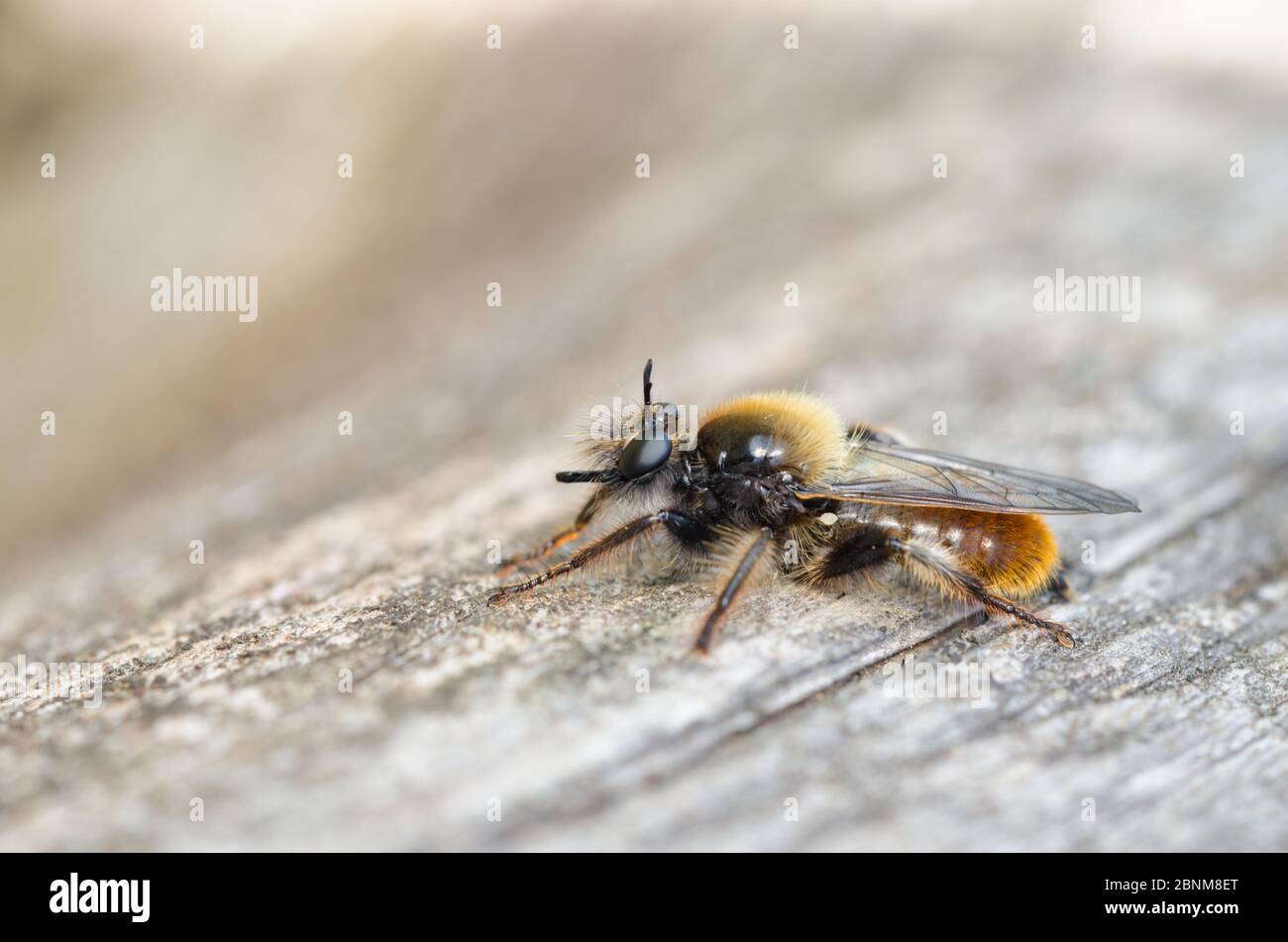 Exterior murder hi-res stock photography and images - Alamy