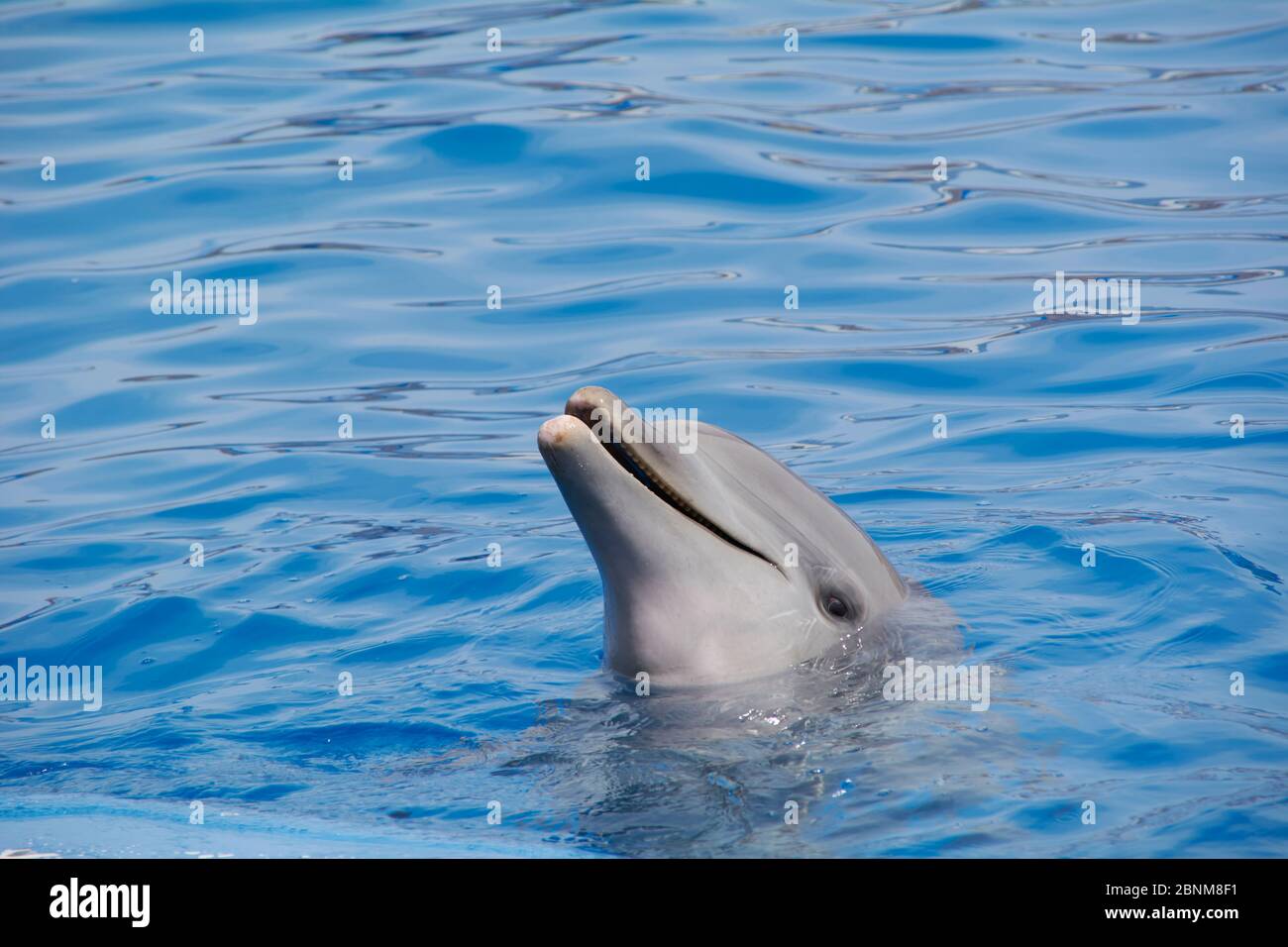 Friendly dolphin smiling at the world, wonderful world Stock Photo - Alamy
