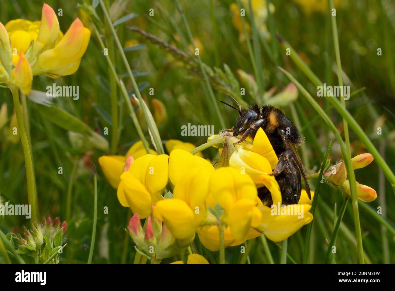 Short-haired bumblebee queen (Bombus subterraneus) collected in Sweden ...