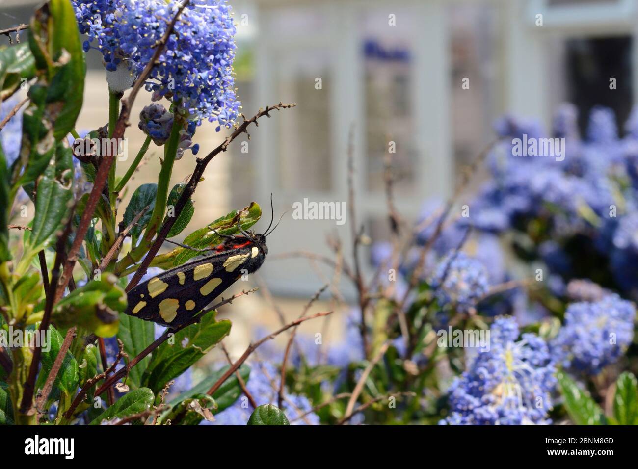 Cream-spot tiger moth (Arctia villica) resting in a Ceanothus bush in a ...