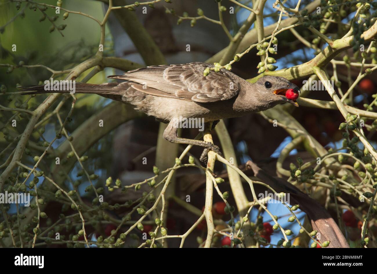 Great bowerbird (Chlamydera nuchalis) collecting bright red berries to ...
