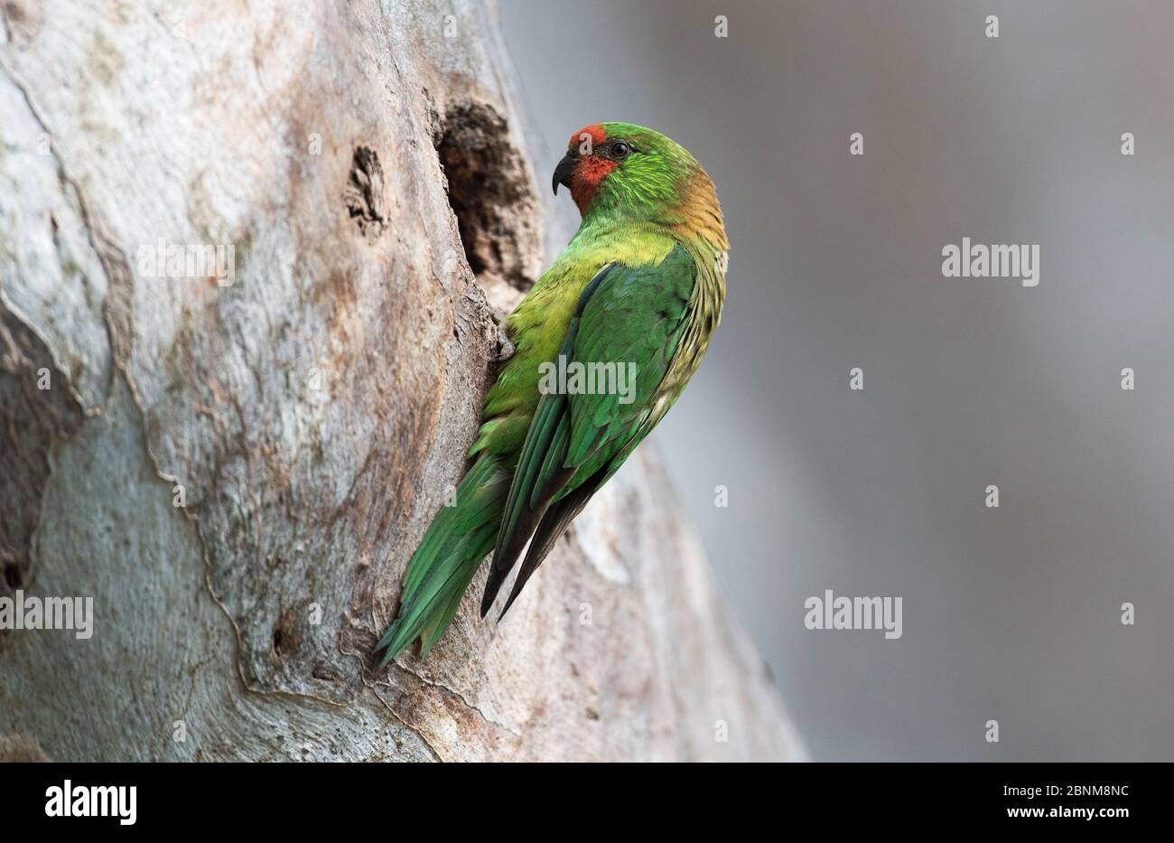 Little lorikeet (Glossopsitta pusilla) at nest hole in a riverside ...