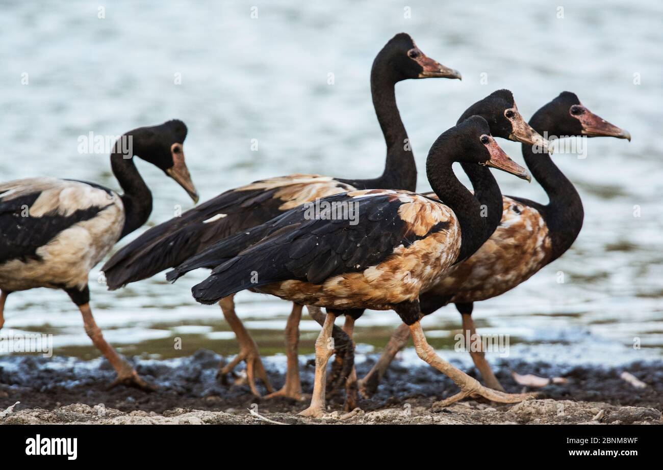 Magpie geese northern territory hi-res stock photography and images - Alamy