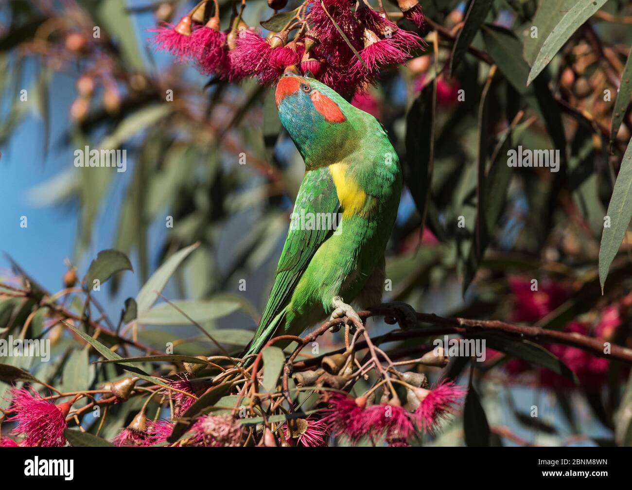 Loriini bird hi-res stock photography and images - Alamy