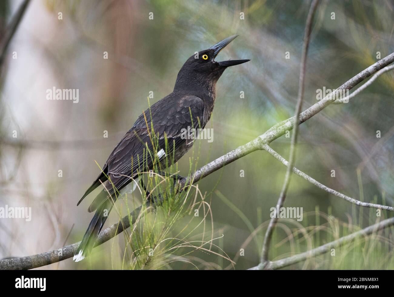 Pied currawong (Strepera graculina) juvenile calling to be fed ...
