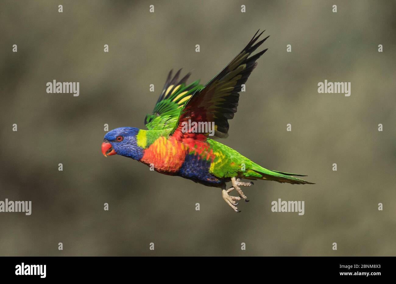 Rainbow Lory Flying