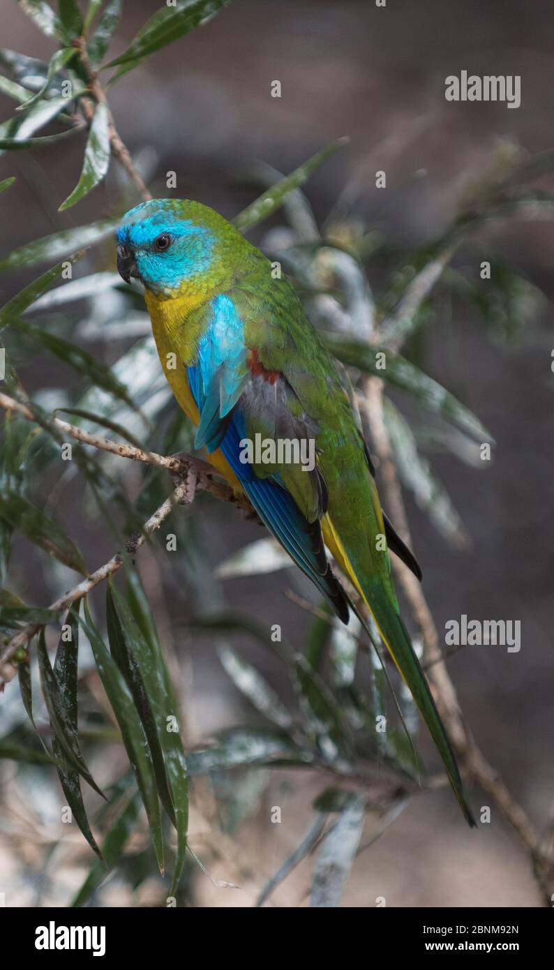 Scarlet-breasted parrot (Neophema splendida) on a branch, Cleland ...