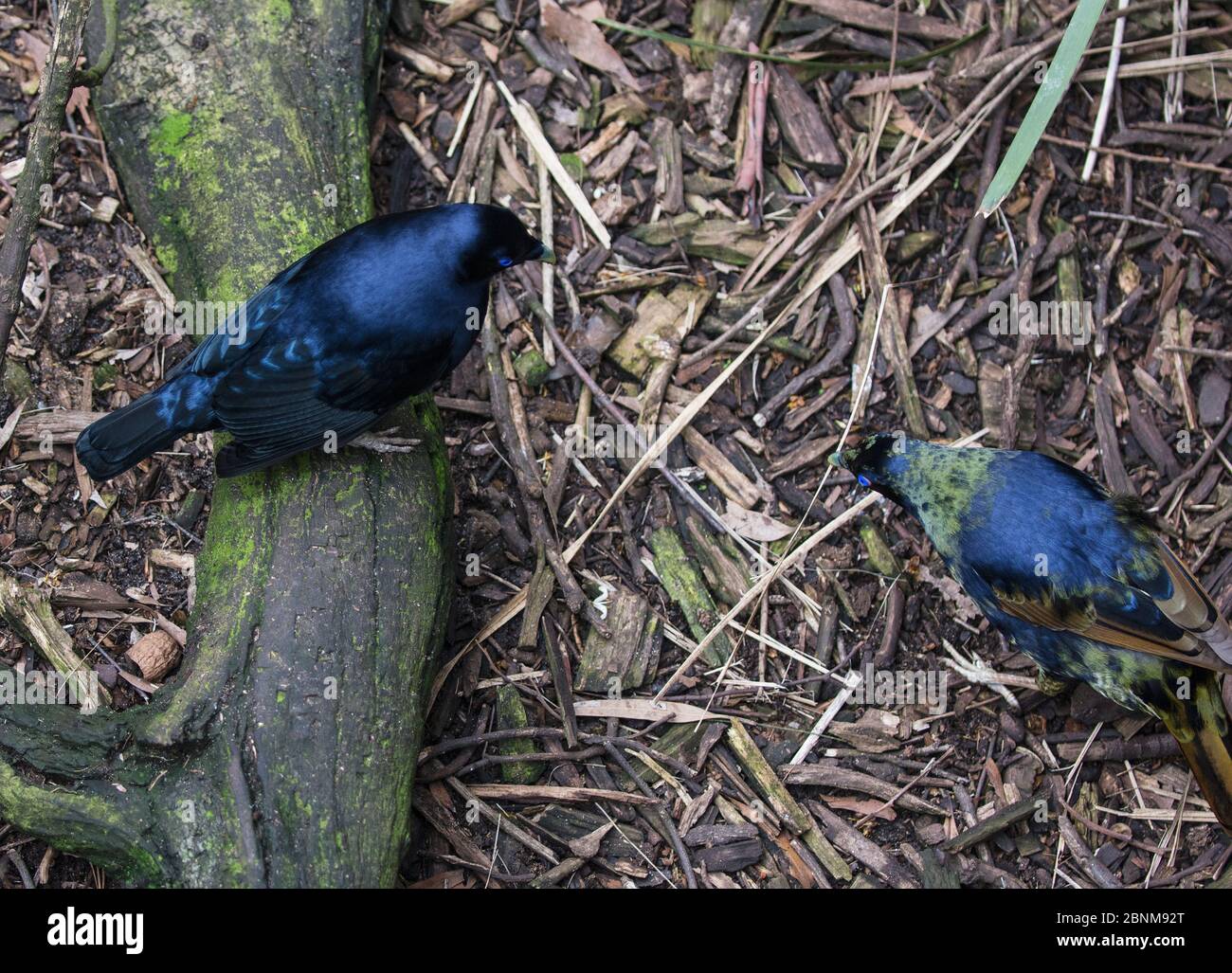Satin bower birds hi-res stock photography and images - Alamy