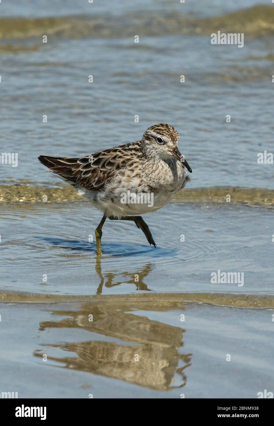 Sharp-tailed sandpiper (Calidris acuminata) in winter plumage, feeding ...