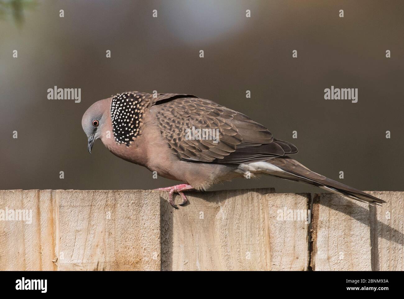 Indian spotted turtle hi-res stock photography and images - Alamy