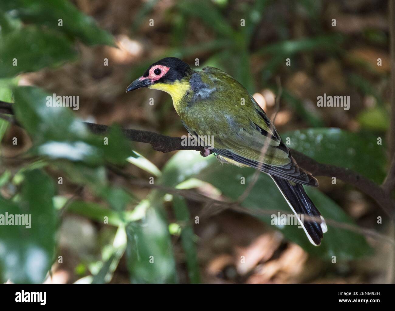 Australasian green figbird hi-res stock photography and images - Alamy