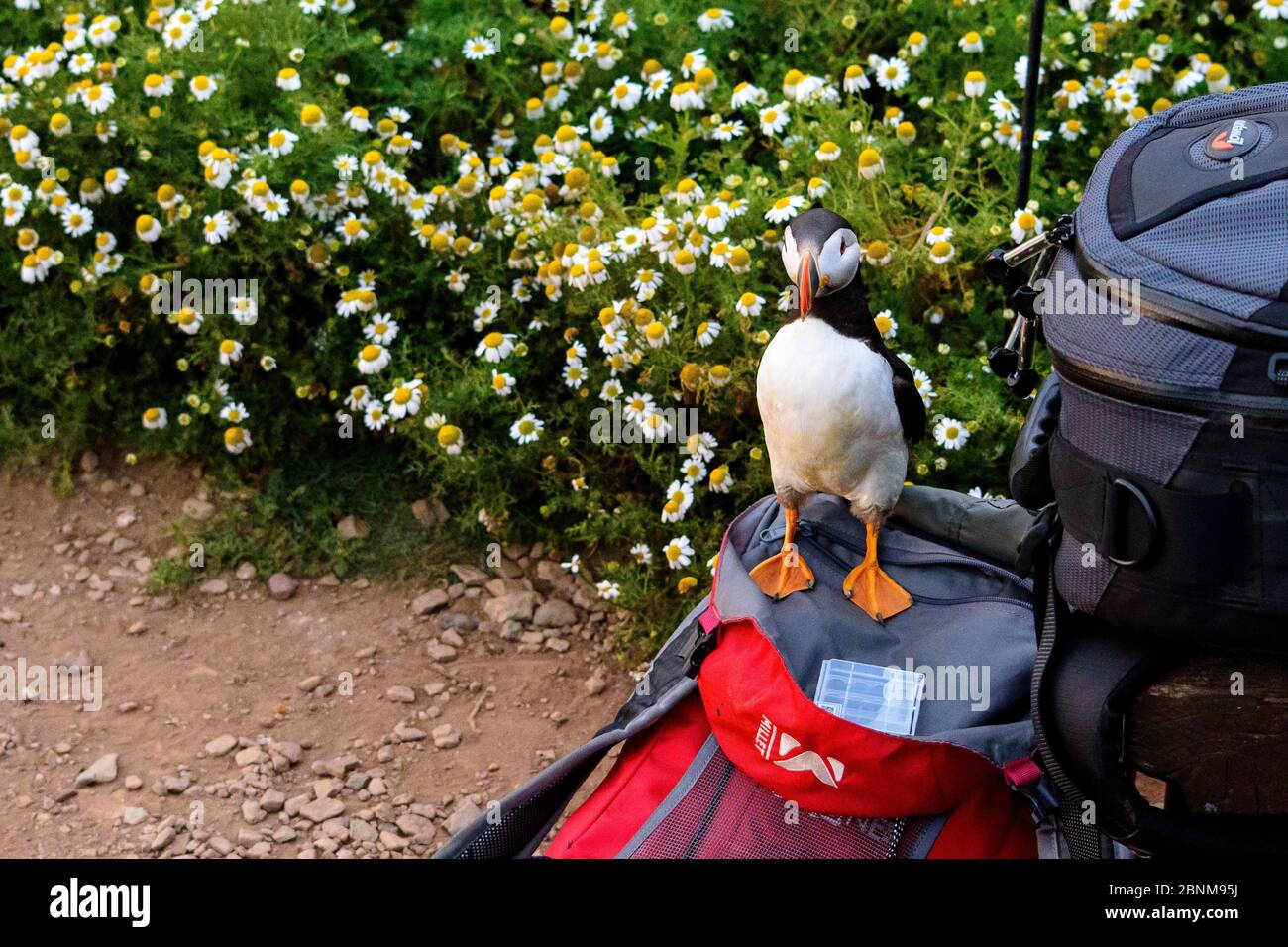 A puffin on my backpack Stock Photo - Alamy