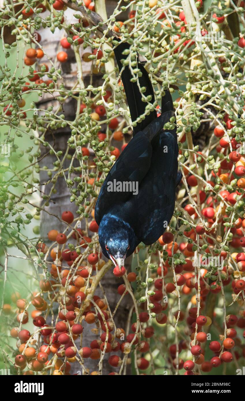 Eudynamys cyanocephalus hi-res stock photography and images - Alamy