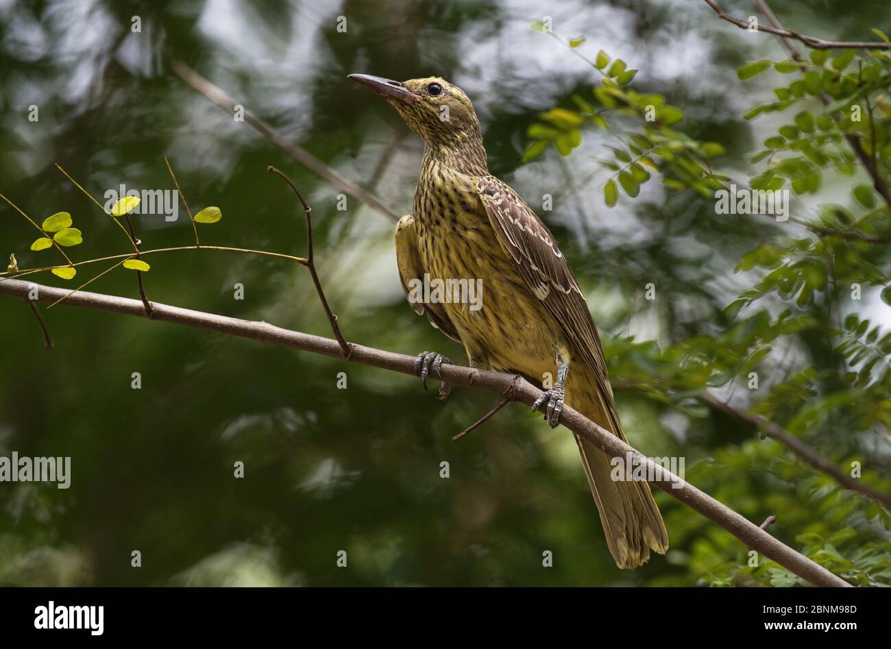 Australian Yellow Oriole High Resolution Stock Photography and Images ...