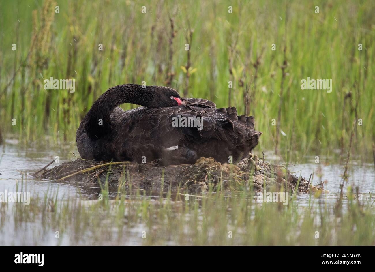 Black swan (Cygnus atratus) female sleeping on its nest. Werribee ...