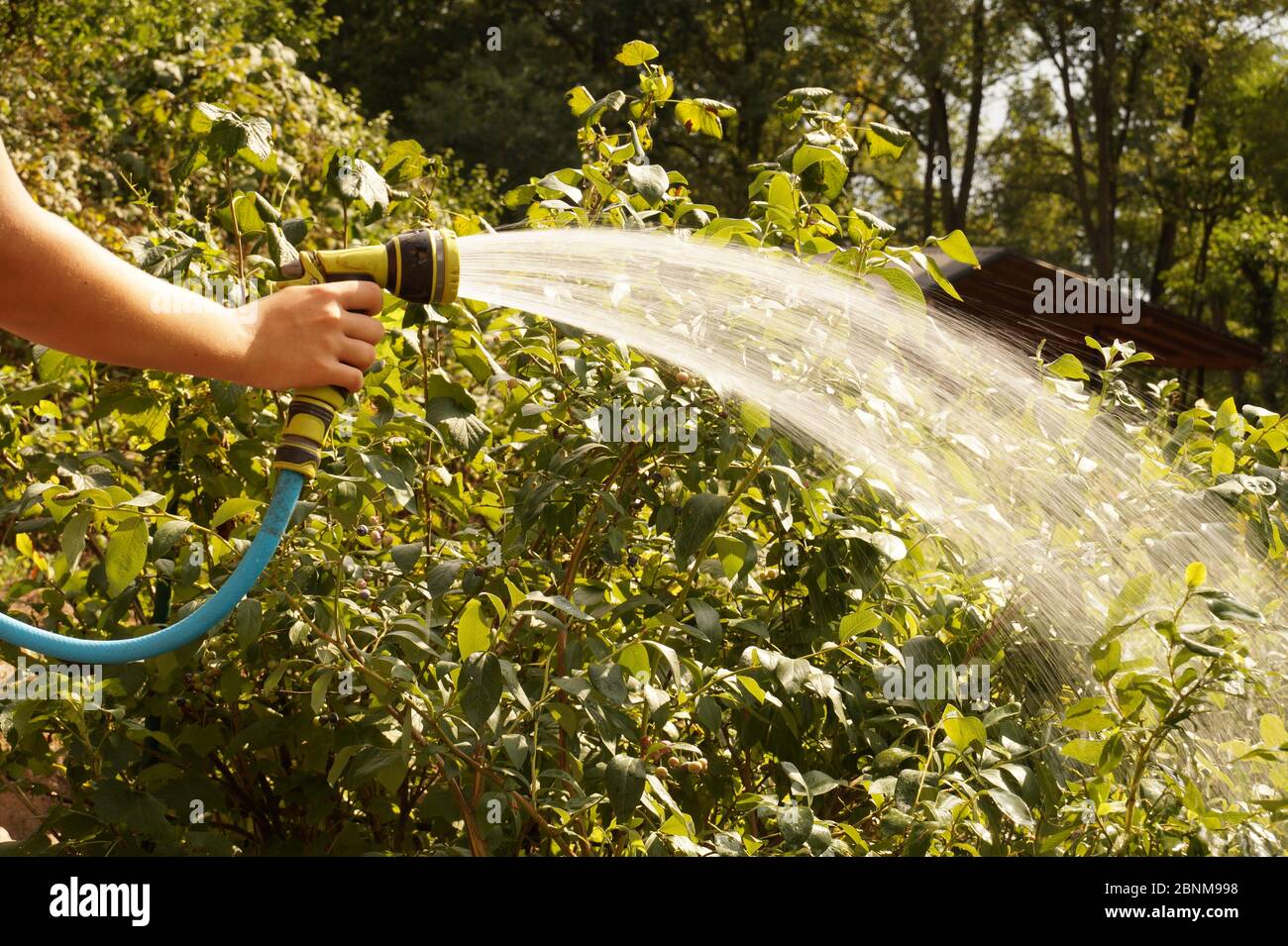 Watering blueberry shrubs with a watering gun. A stream of water Stock ...