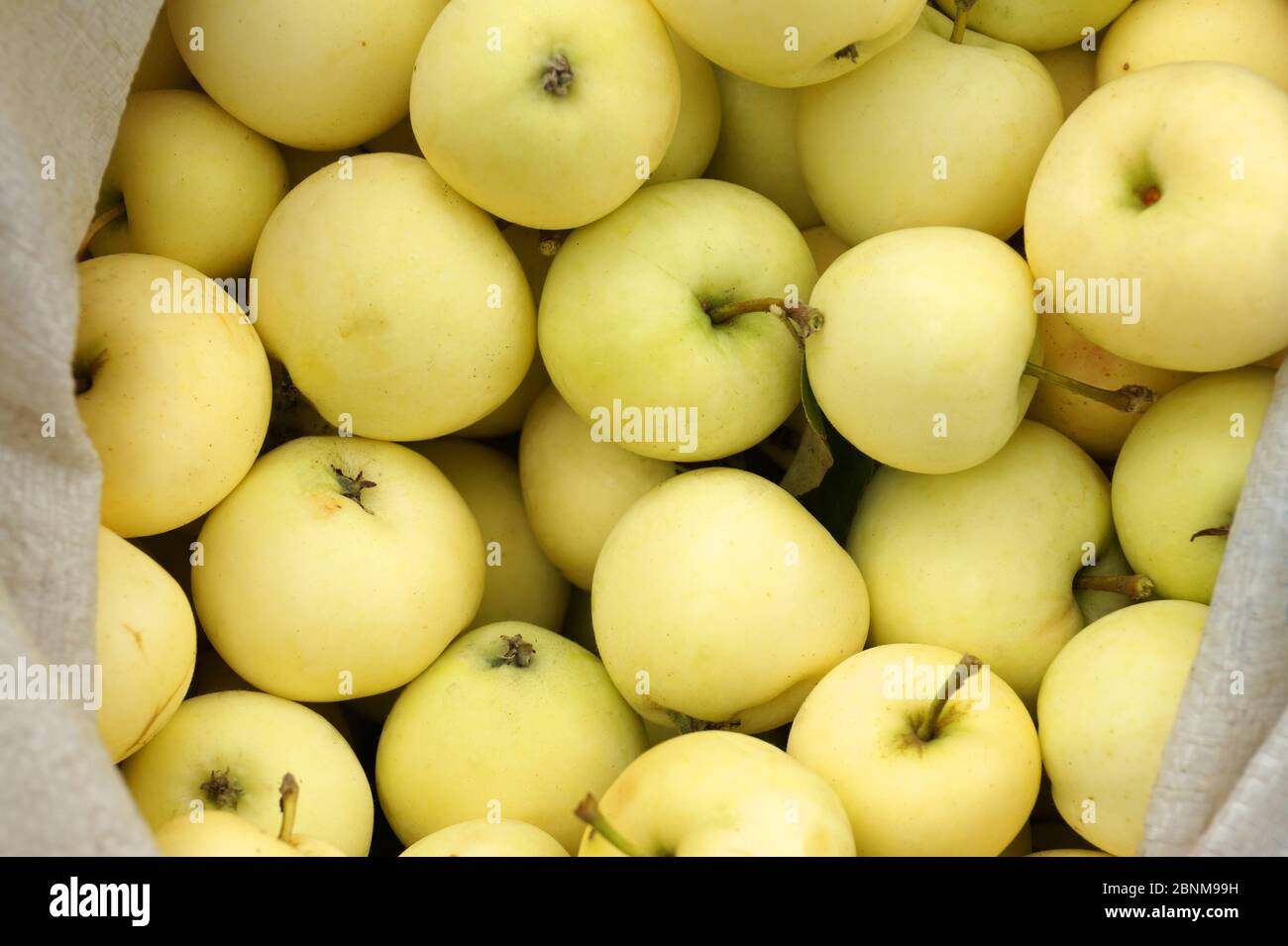 The collection of the earliest maturing apples, the Yellow Transparent ...