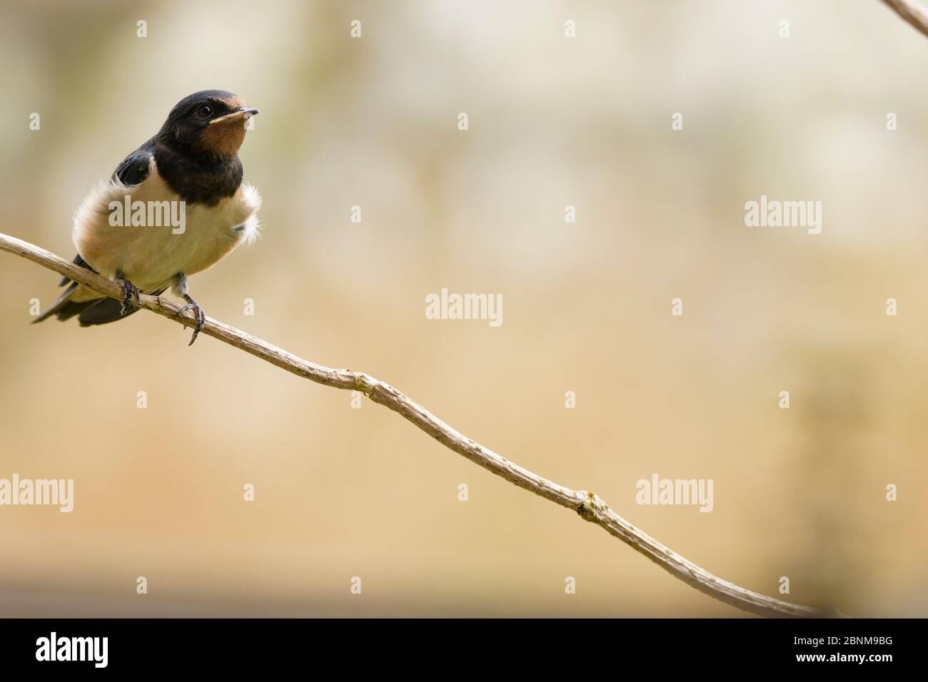 Swallow on a branch Stock Photo - Alamy