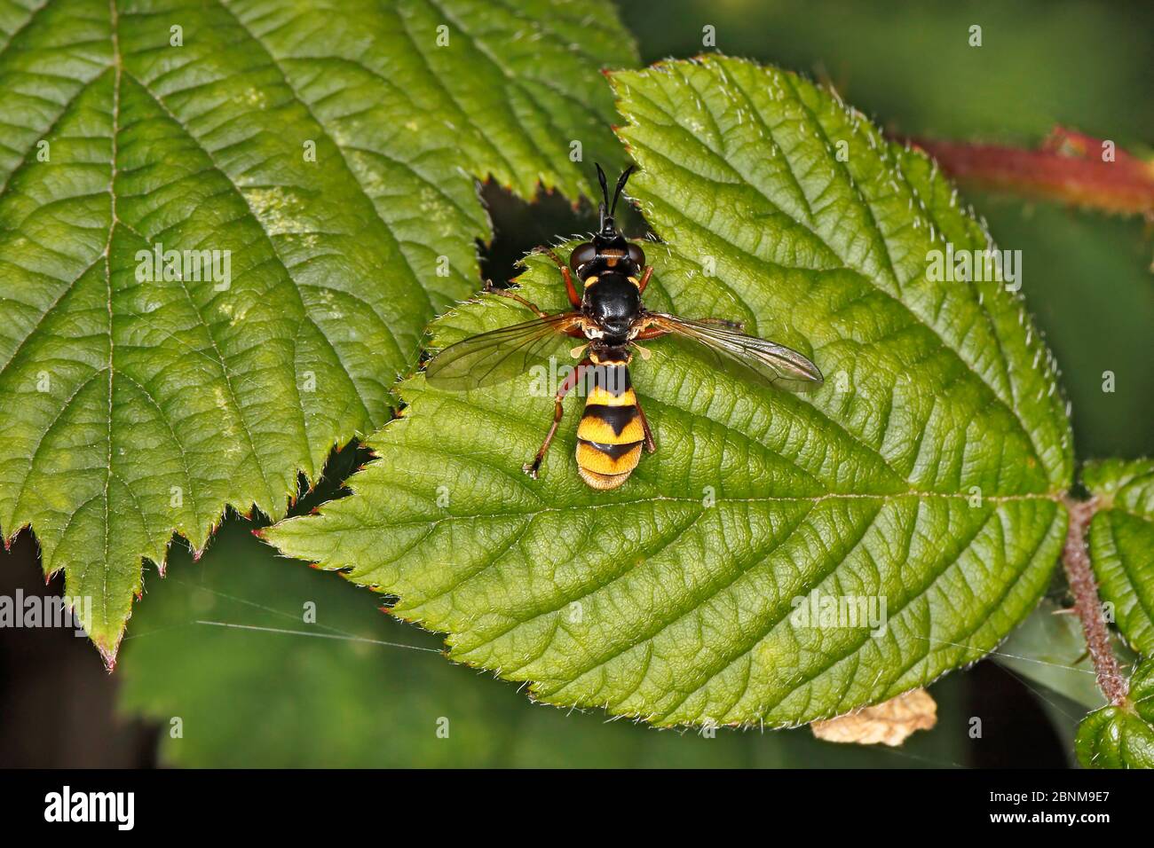 Conops quadrifasciata hi-res stock photography and images - Alamy