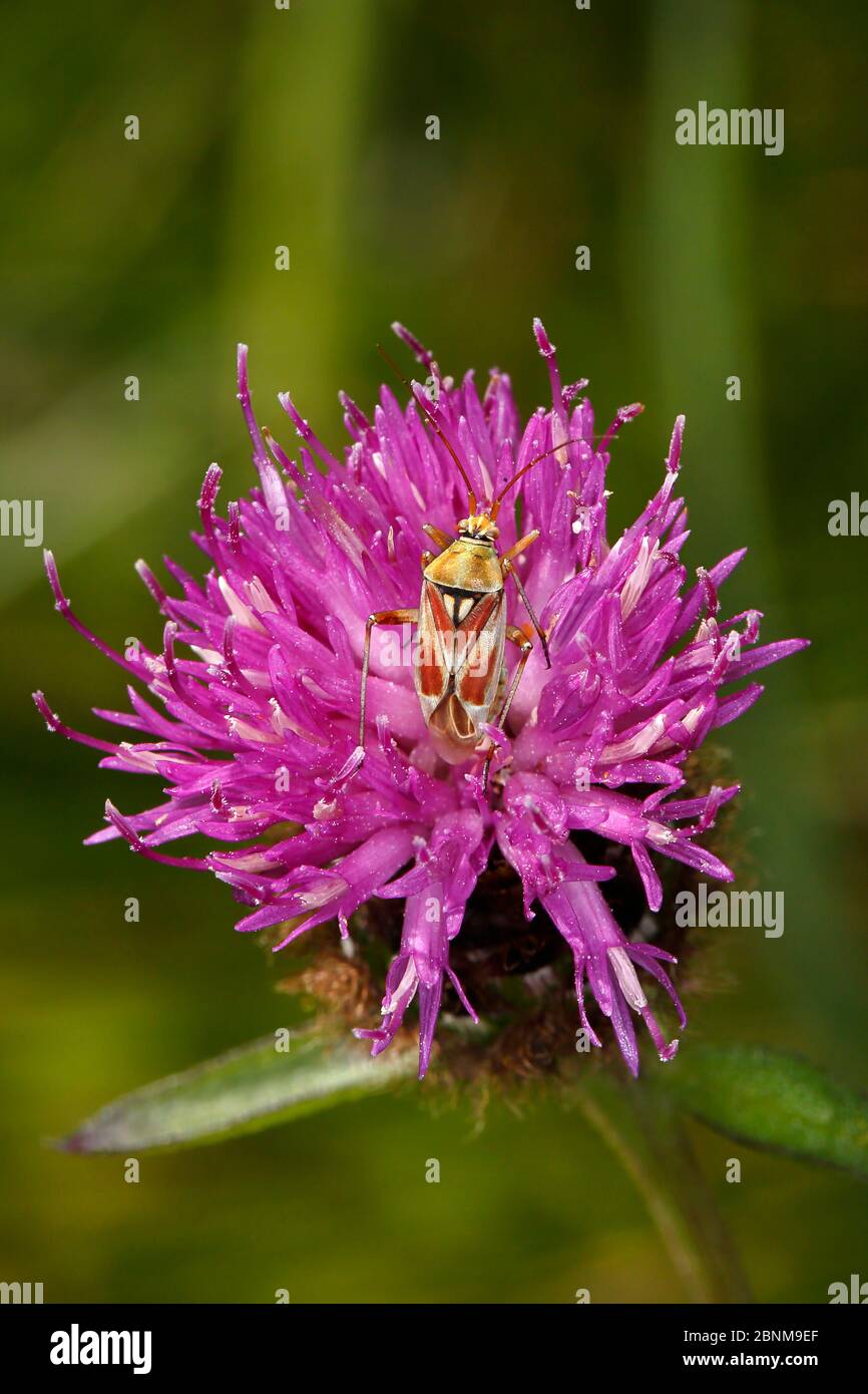 Spotted knapweed hi-res stock photography and images - Alamy