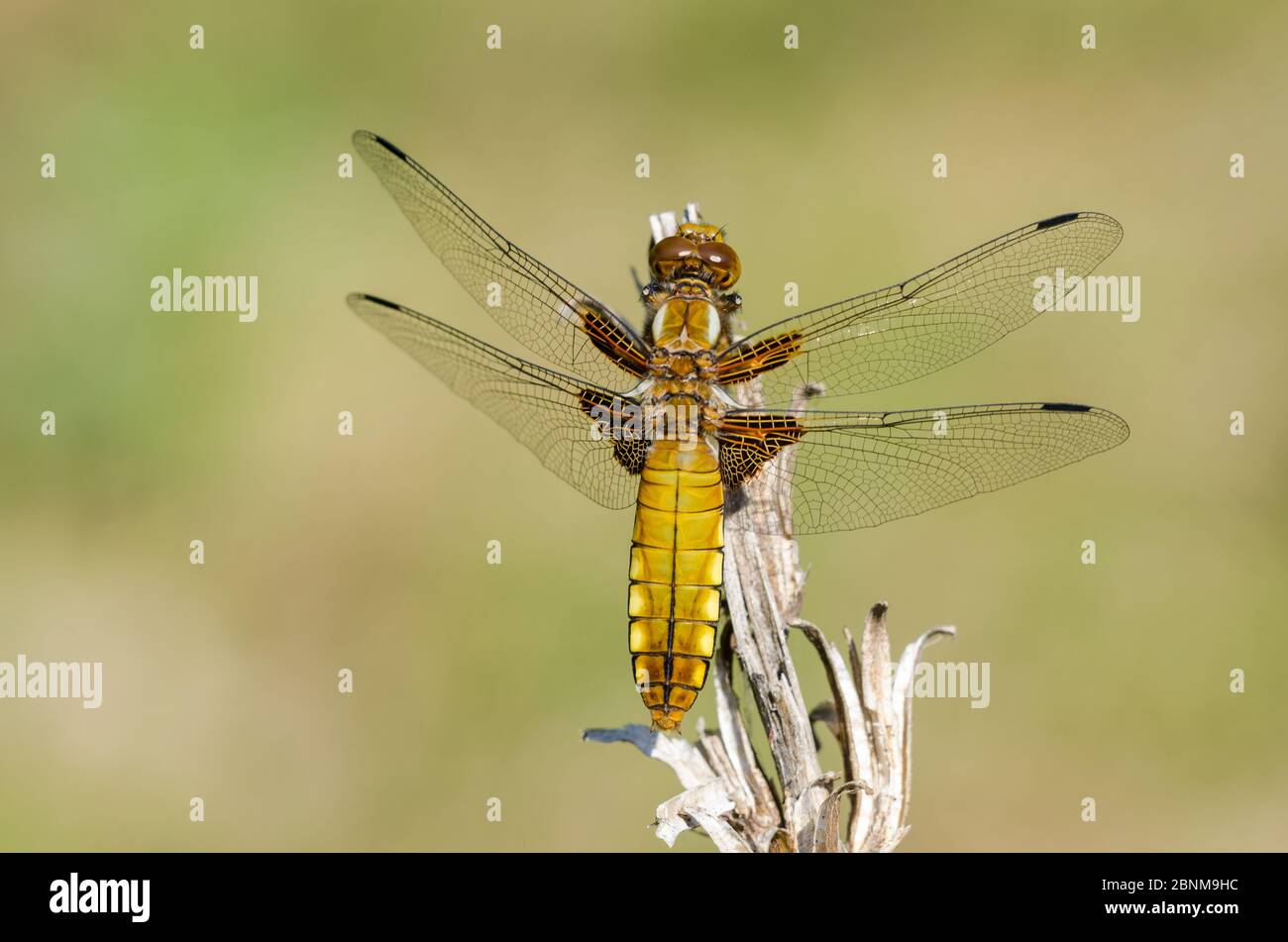 Flat stomach hi-res stock photography and images - Alamy