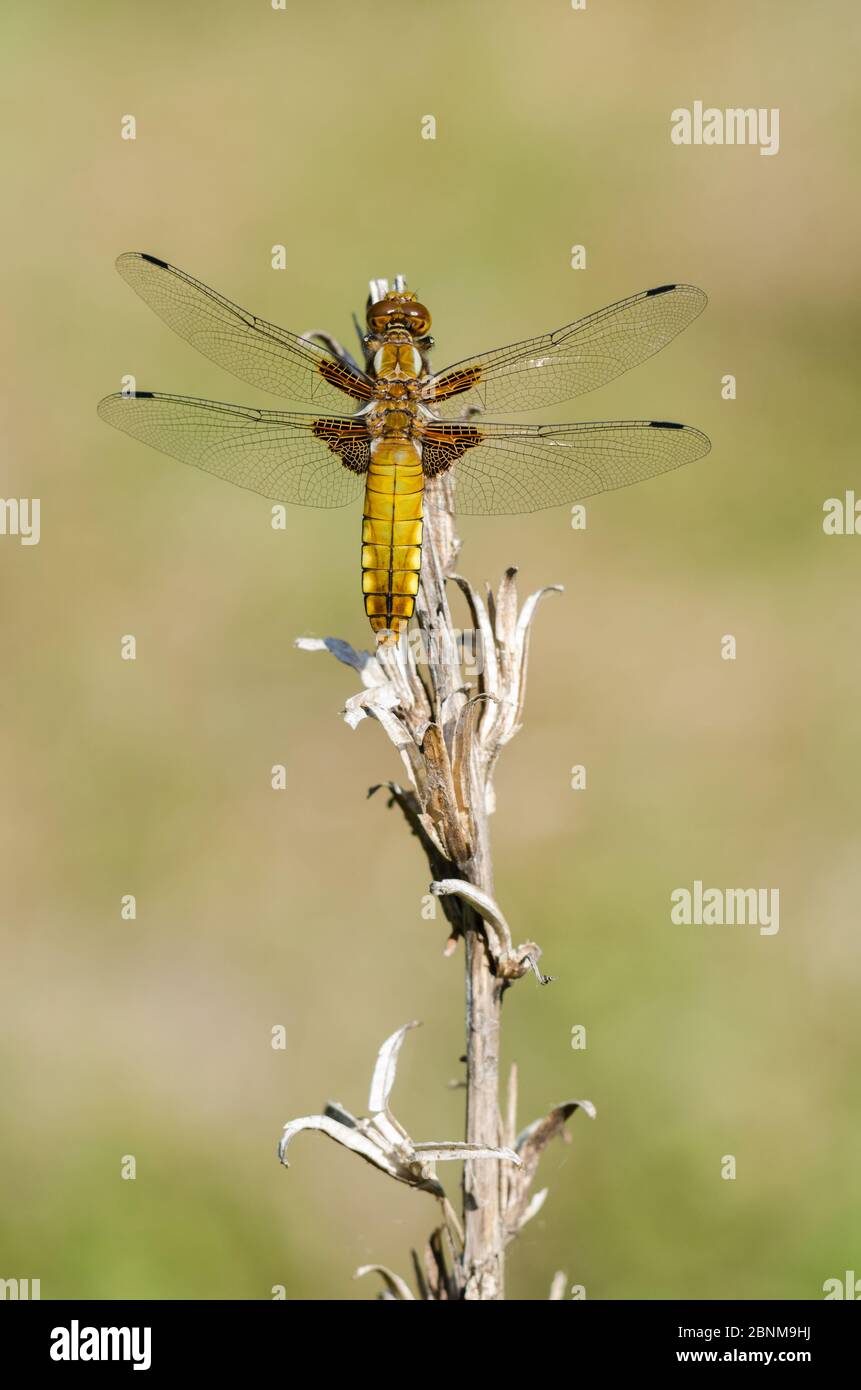 Flat stomach, female, Libellula depressa Stock Photo - Alamy