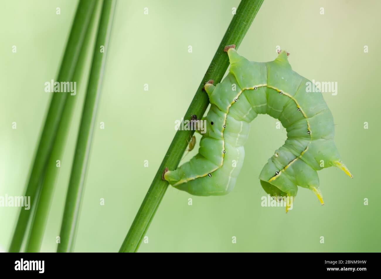 Owl butterfly caterpillar hi-res stock photography and images - Alamy