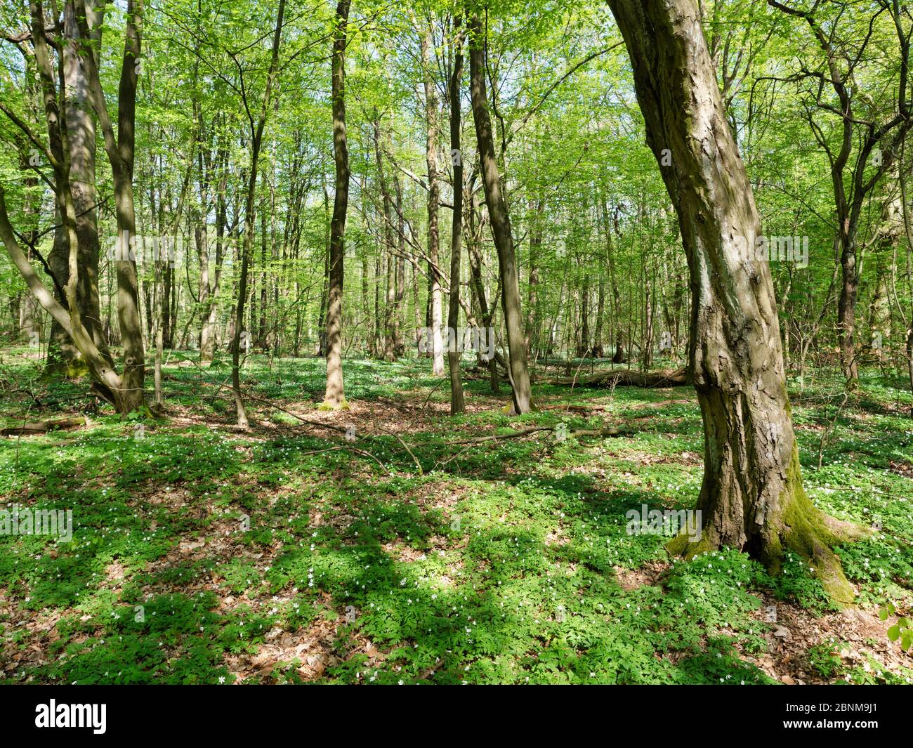 Bucher forst hi-res stock photography and images - Alamy