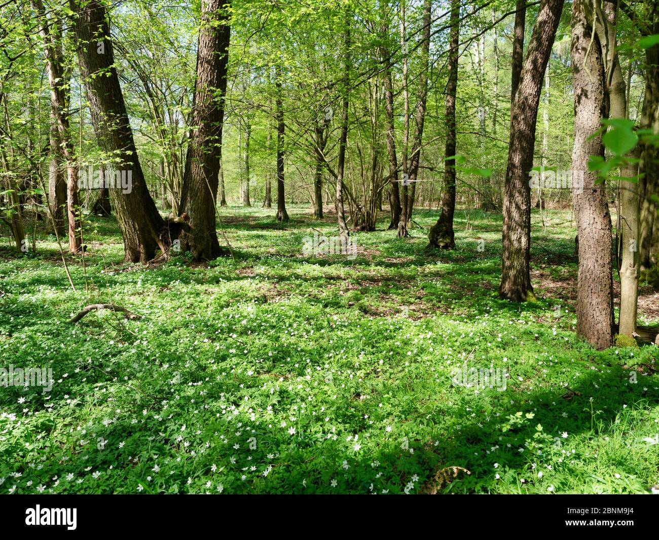 Spring in Bucher Forst, Berlin, Germany Stock Photo - Alamy
