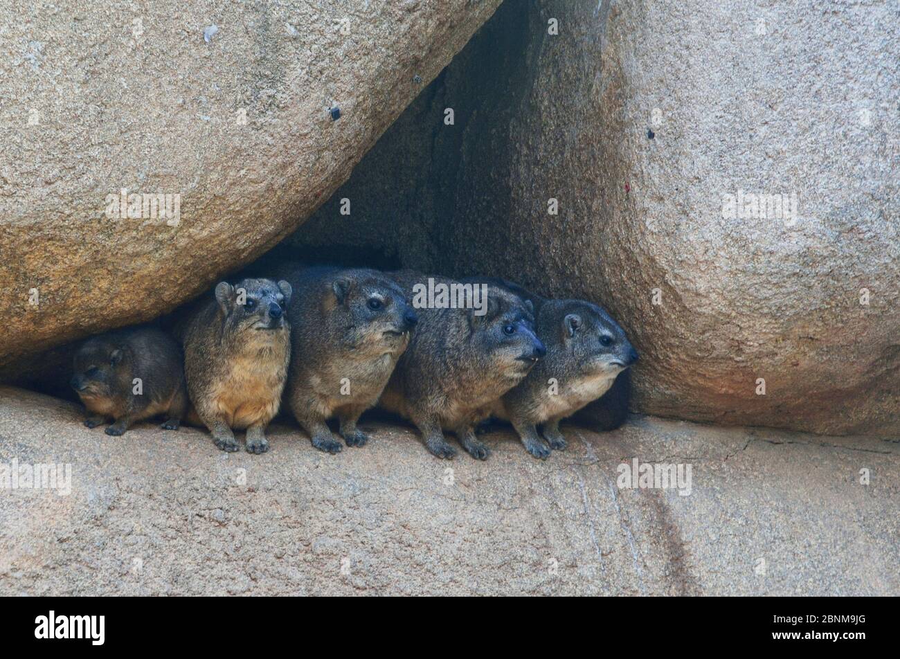 Four mammals among the rocks watching the world. Colors of nature Stock ...