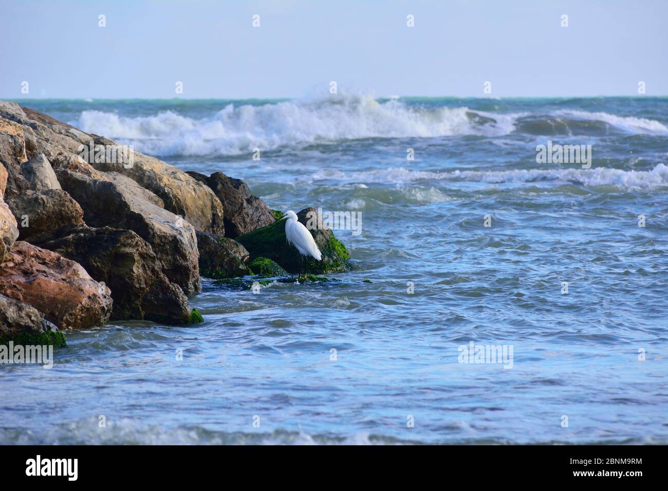 Seagull on rocks above hi-res stock photography and images - Alamy