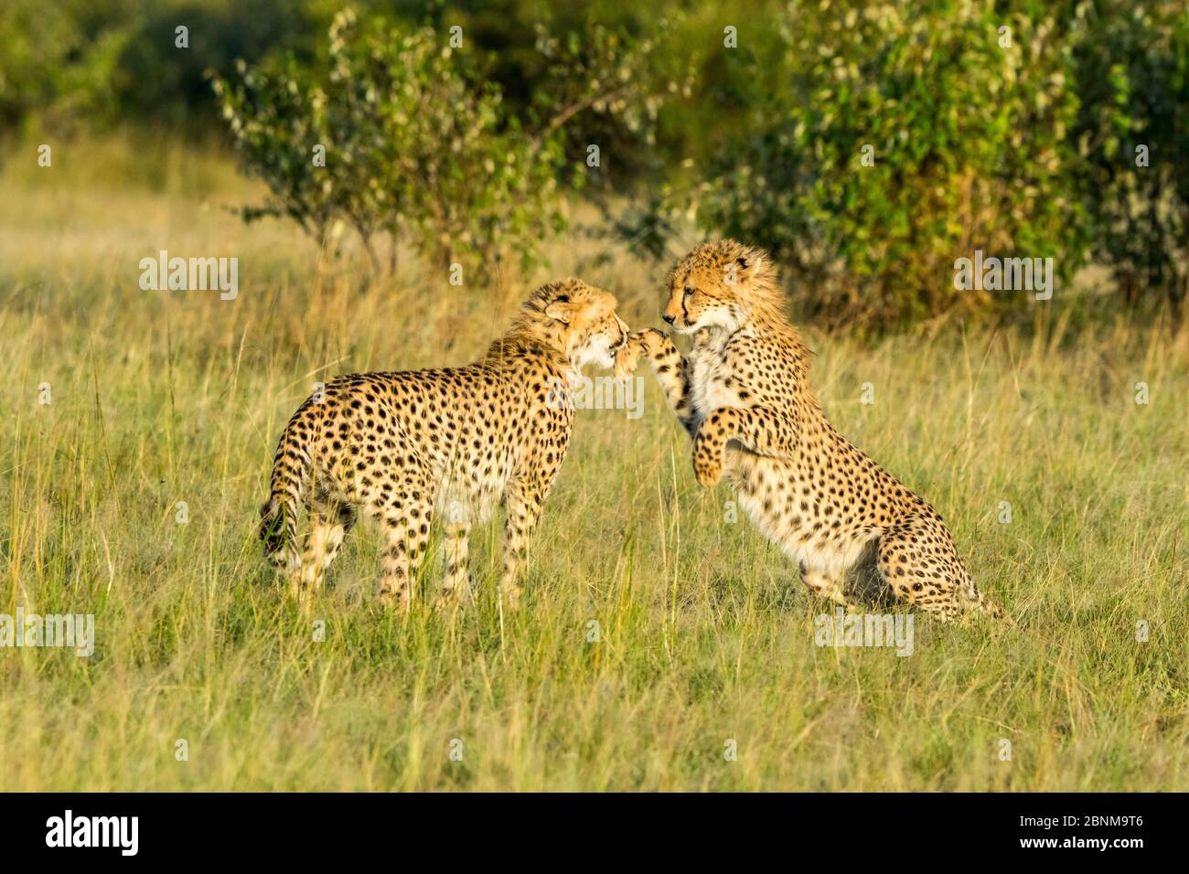 Cheetah fighting hi-res stock photography and images - Alamy