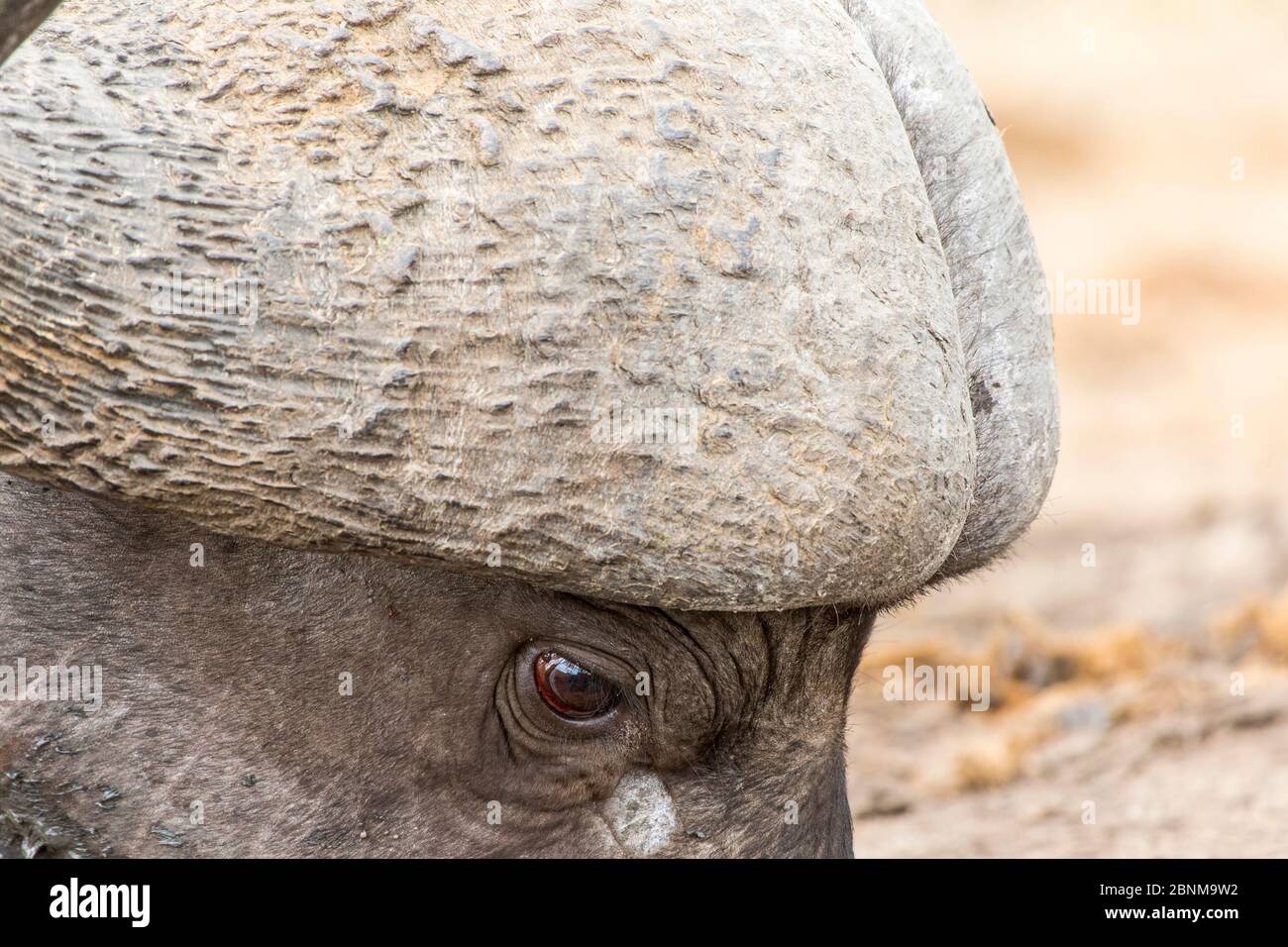 Sabi sands private game reserve hi-res stock photography and images - Alamy