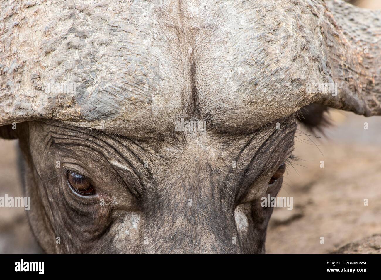 Fused horns hi-res stock photography and images - Alamy