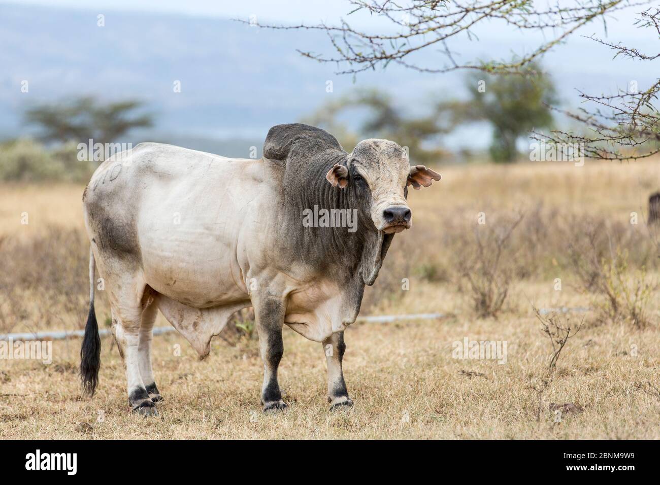 Soysambu kenya hi-res stock photography and images - Alamy
