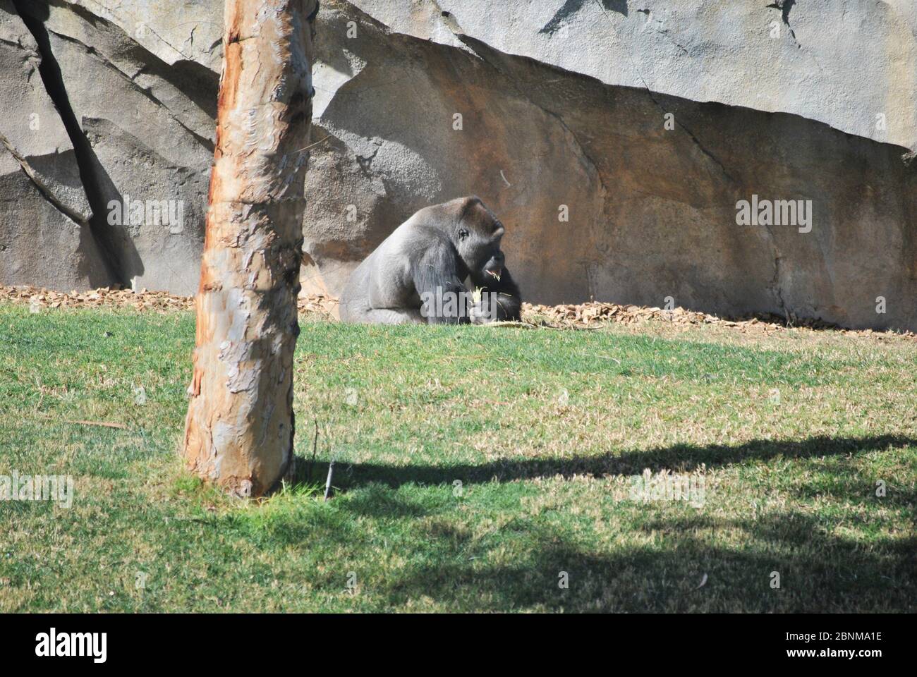 Baby chimpanzee play hi-res stock photography and images - Alamy