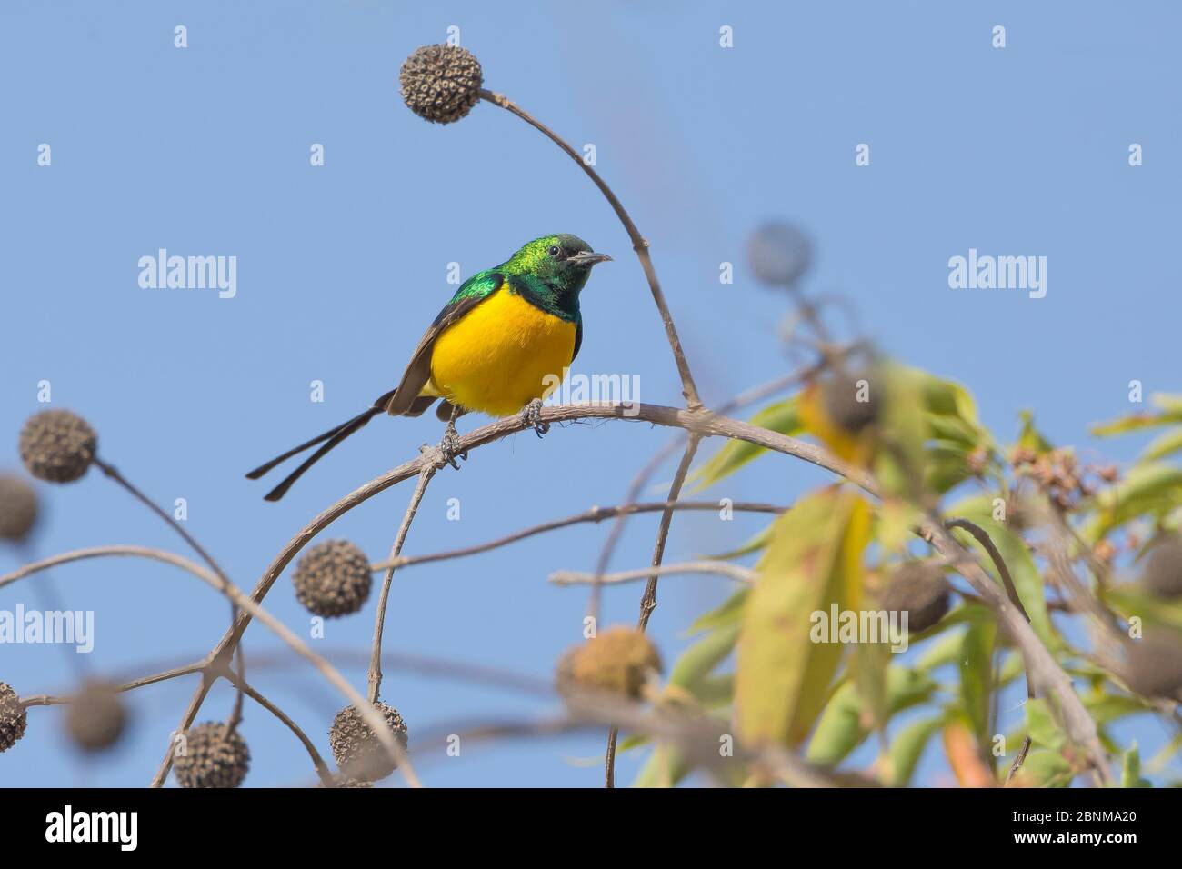 Adult male feeding on insects hi-res stock photography and images - Alamy