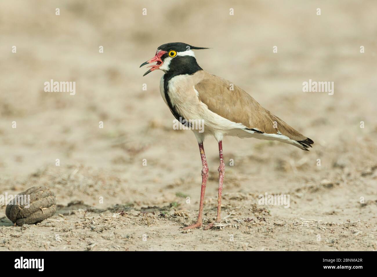Black-headed plover (Vanellus tectus) adult male calling.Bogoria ...