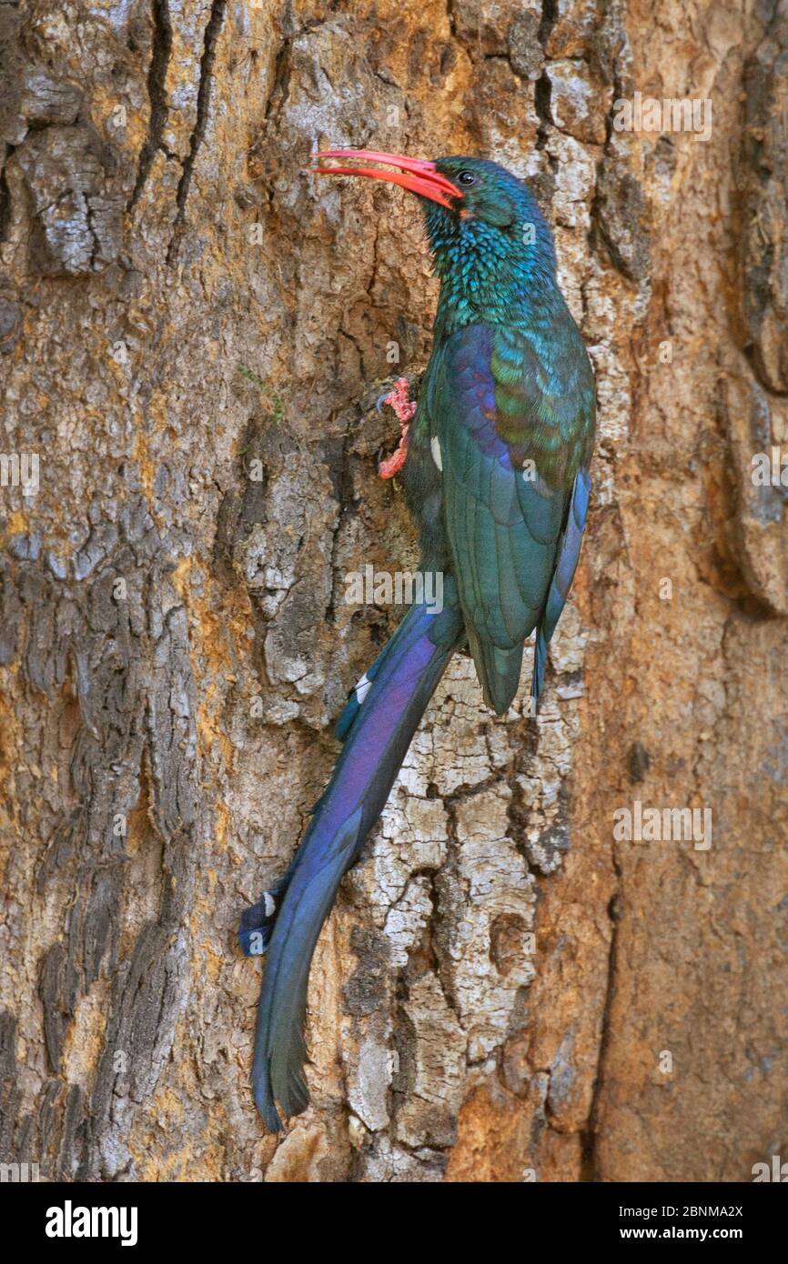 Green wood hoopoe hi-res stock photography and images - Alamy