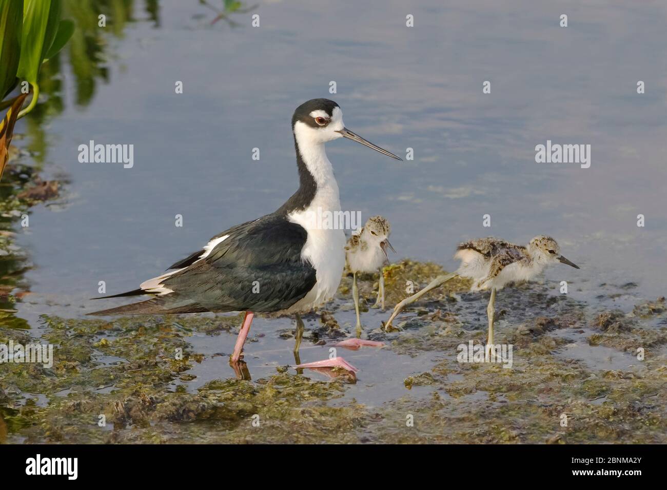 Brood patch hi-res stock photography and images - Alamy