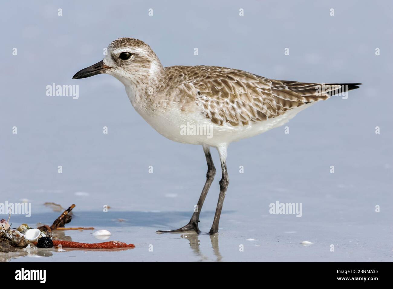 Black-bellied plover (Pluvialis squaterola) in winter plumage, feeding ...