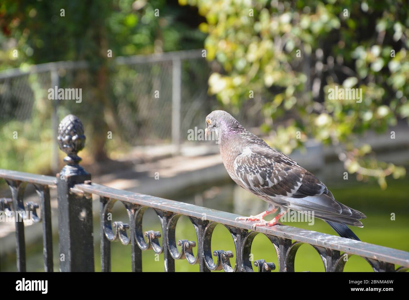 Pigeons two park fence pigeon hi-res stock photography and images - Alamy