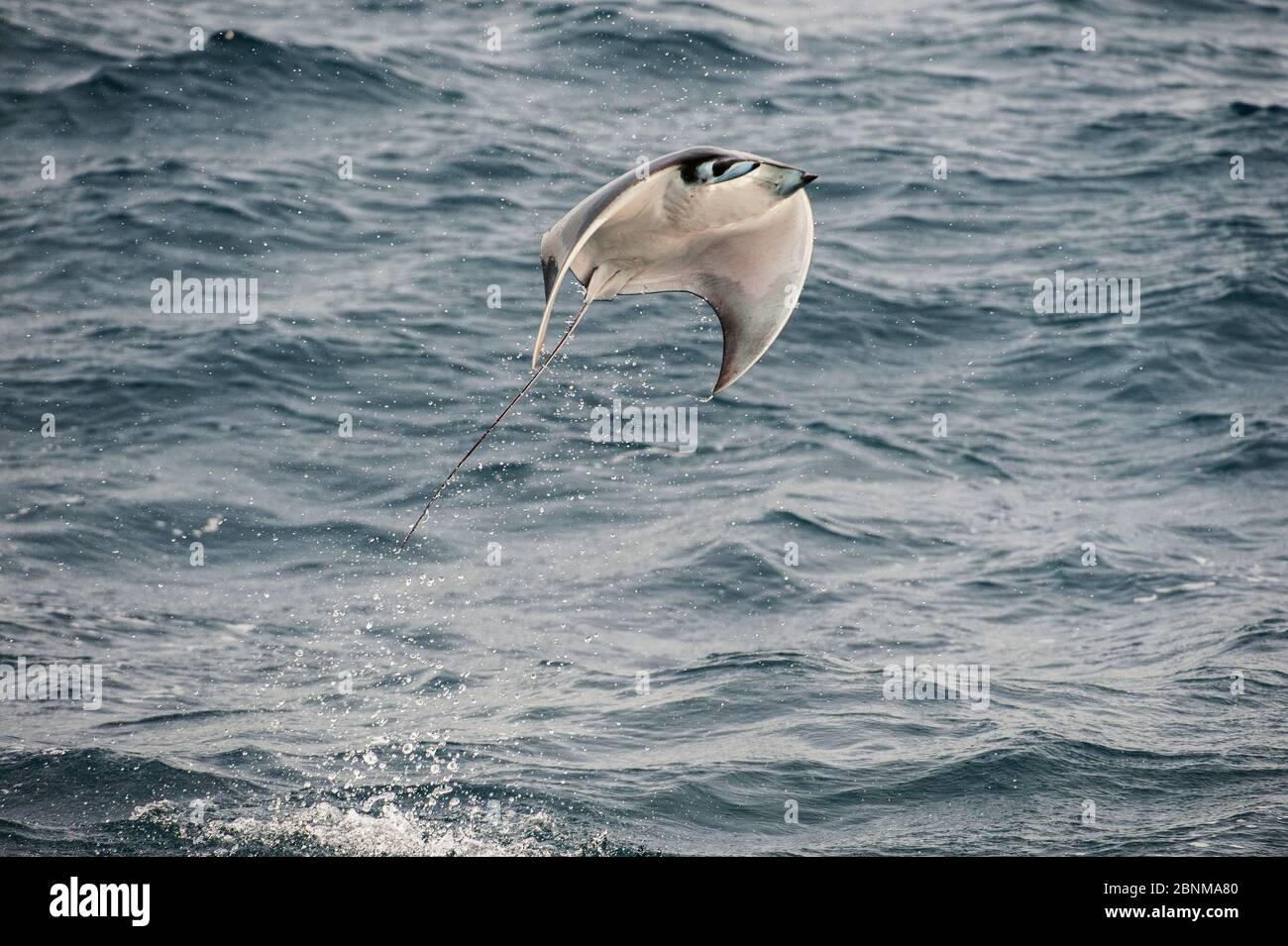Munks pygmy devil rays hi-res stock photography and images - Alamy