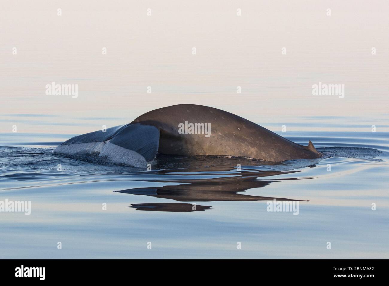 Blue whale (Balaenoptera musculus) fluking / diving, Sea of Cortez ...