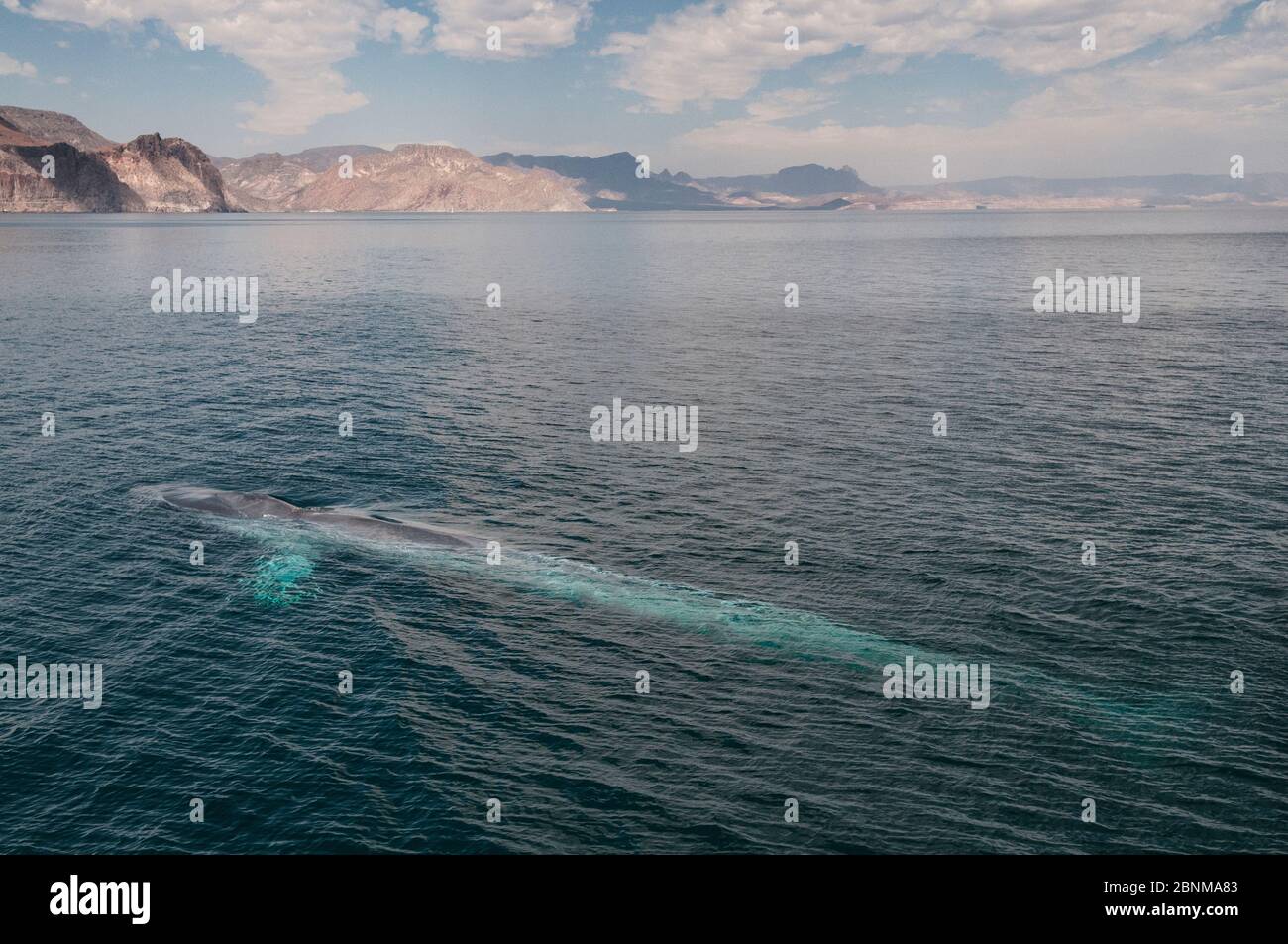 Blue whale (Balaenoptera musculus) surfacing near coast, Sea of Cortez ...